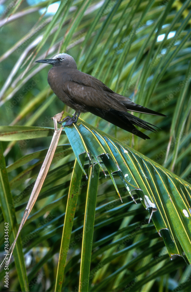 Noddi marianne,.Anous tenuirostris, Lesser Noddy, Seychelles Stock ...