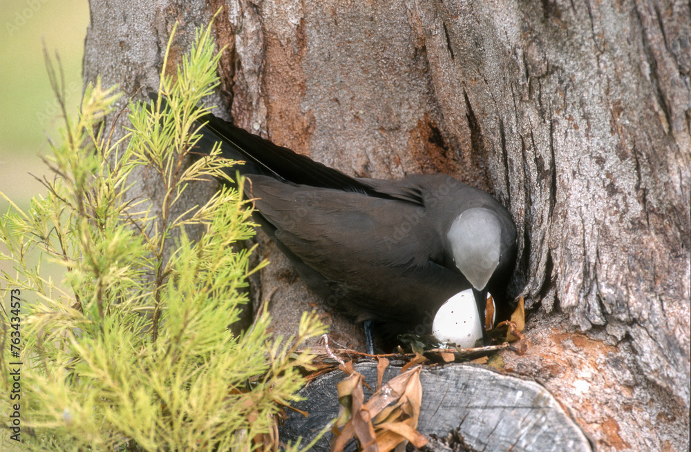 Noddi marianne, nid , oeuf, .Anous tenuirostris, Lesser Noddy ...