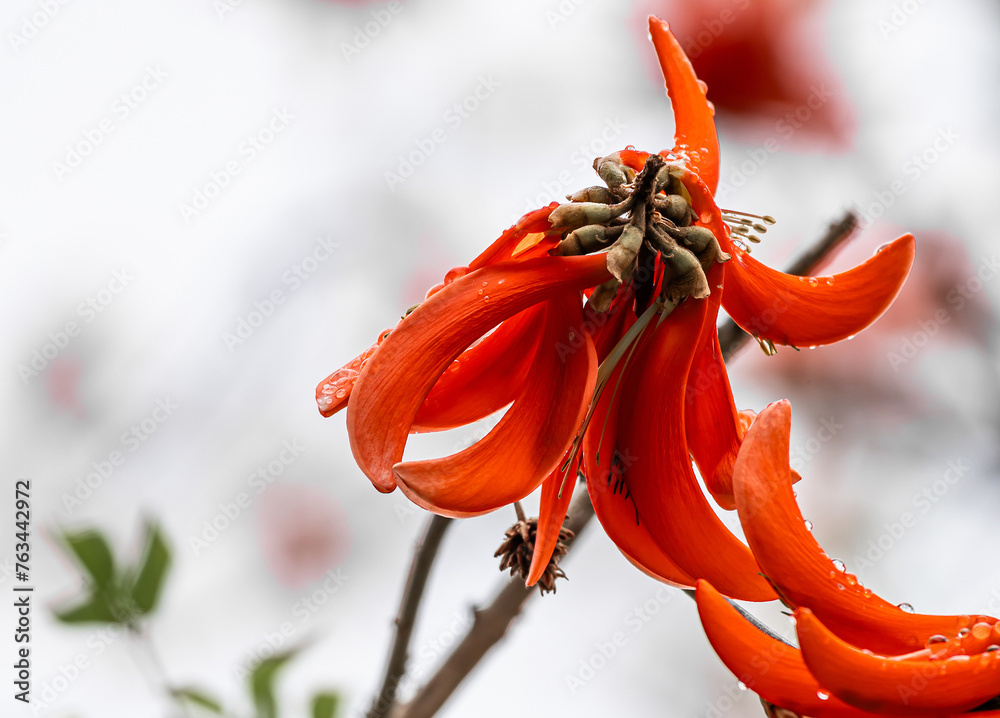 Erythrina caffra flower, corallodendron. African flora, Coral blooming ...
