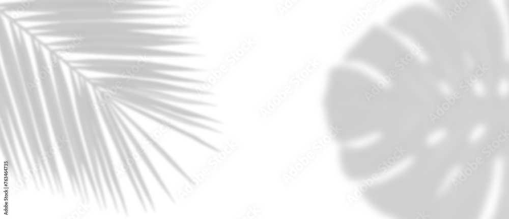 Shadow from monster leaf,palm leaf shadow on transparent background for ...