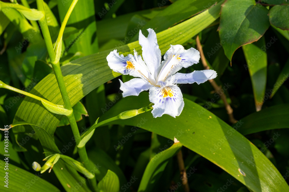 Iris japonica, commonly known as fringed iris, shaga and butterfly ...