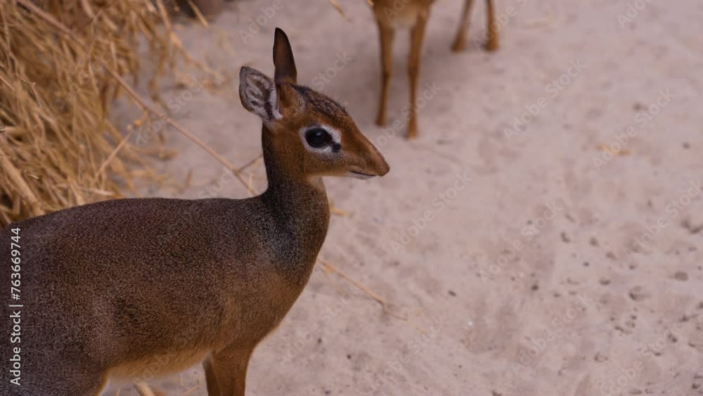 Kirk's dik-dik (Madoqua kirkii) close-up view. Kirk's dik-dik (Madoqua kirkii) is a small ...