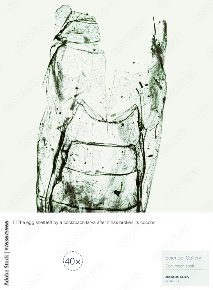 This is a cockroach egg. After hatching and breaking the cocoon, the ...