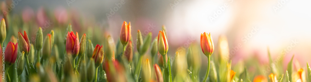Nature of tulip flower in garden using as cover page background natural ...