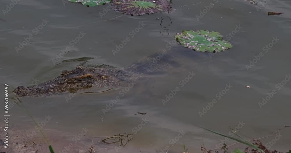 Facing to the left while resting submerged in the water, Siamese ...