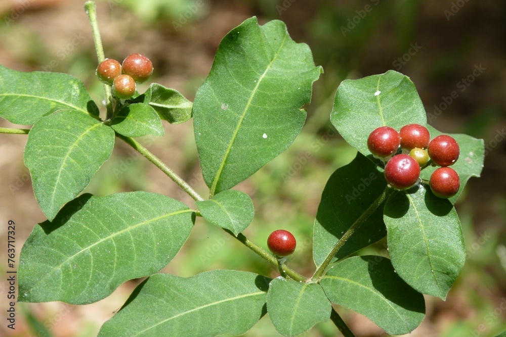 Rauvolfia tetraphylla, commonly known as Sarpagandha or Indian ...