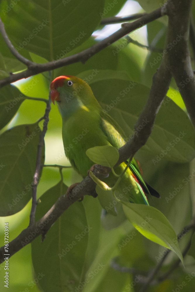 The Sri Lanka hanging parrot (Loriculus beryllinus), also known as the ...