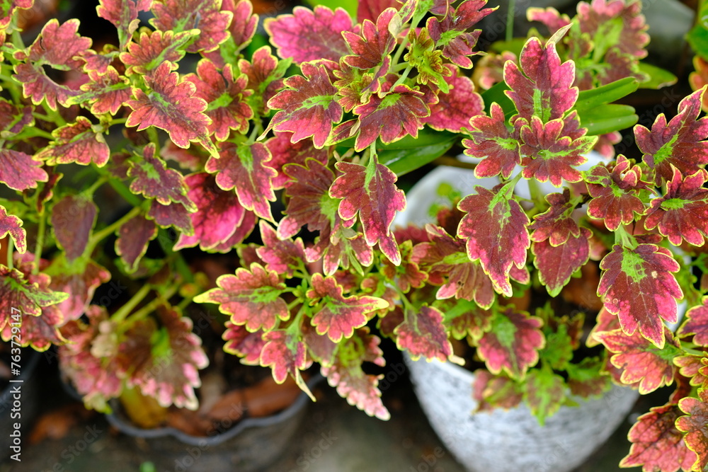 Coleus scutellarioides, commonly known as coleus, is a species of ...