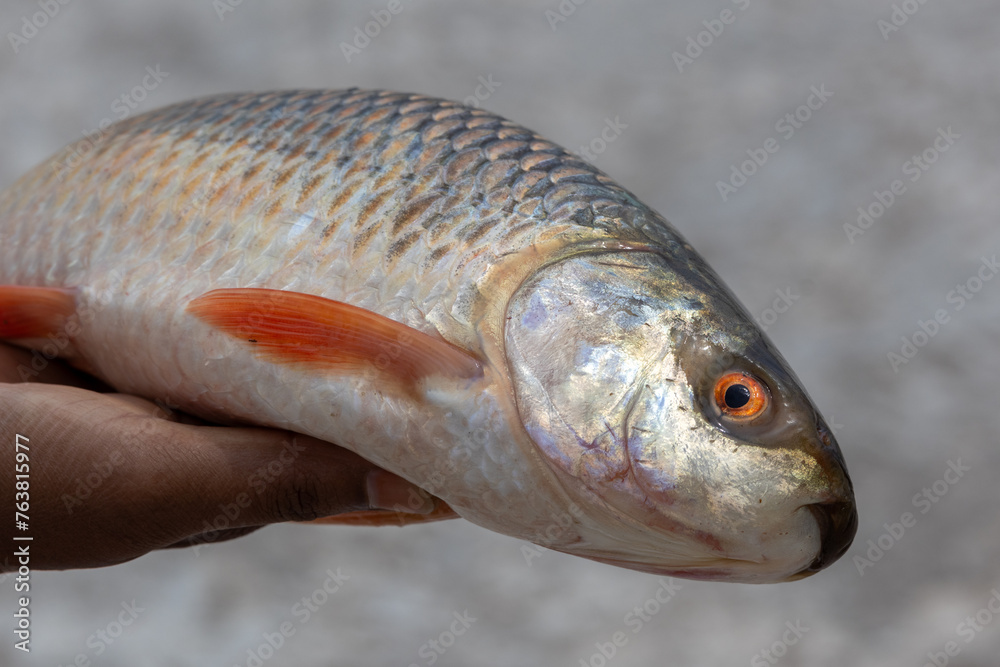 Fresh raw Rui fish in a woman's hand with blurred background. This fish ...