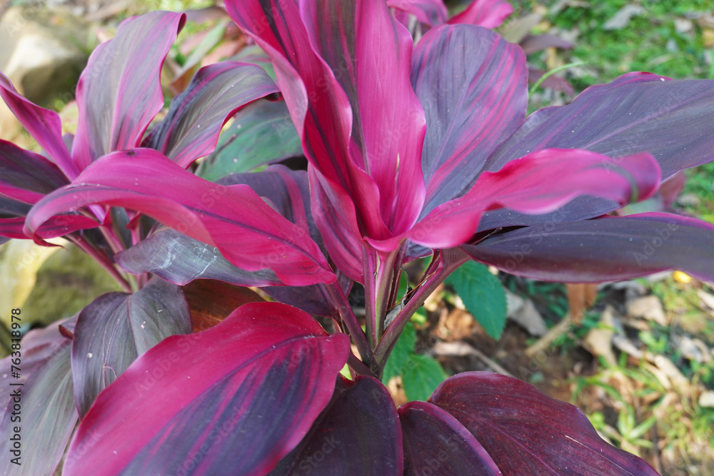 Selective focus red cordyline fruticose or hanjuang and called andong ...