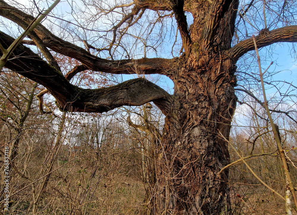 wood with a different anatomical characteristic, typically formed in ...