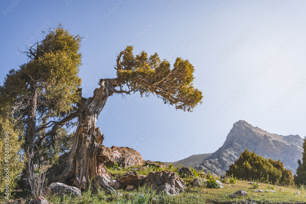 Archa tree bends against the backdrop of a rocky mountain range in the ...