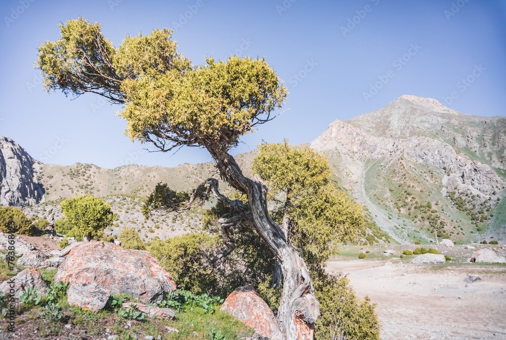 Archa tree bends against the backdrop of a rocky mountain range in the ...
