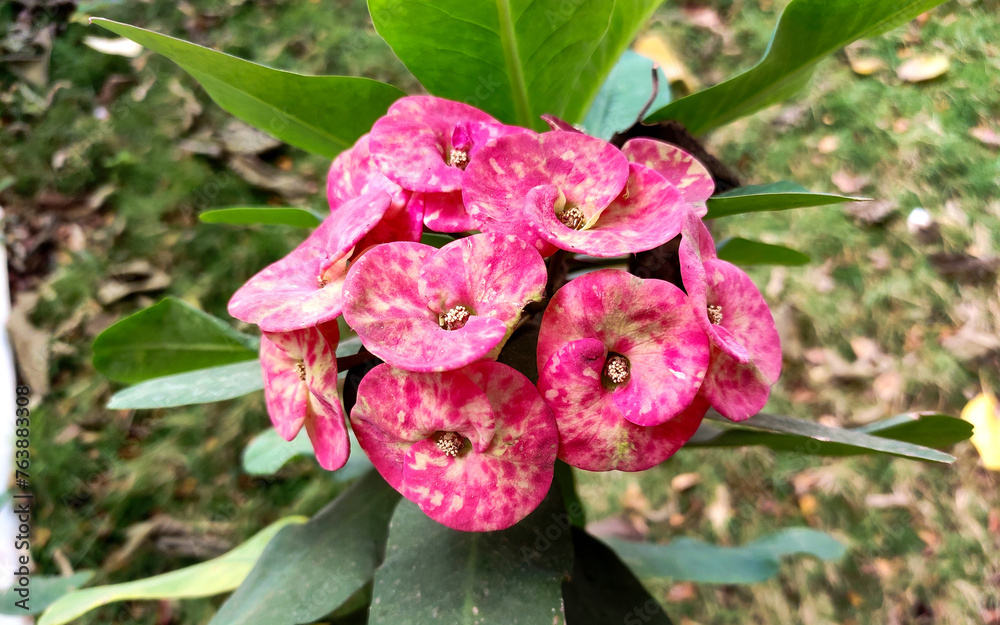 That's a Crown of Thorns flower. Its scientific name is Euphorbia milii ...