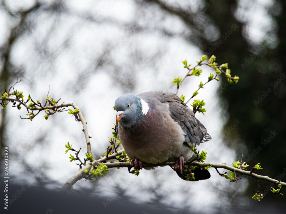 Common wood pigeon gracefully standing on a branch and feeding on new ...