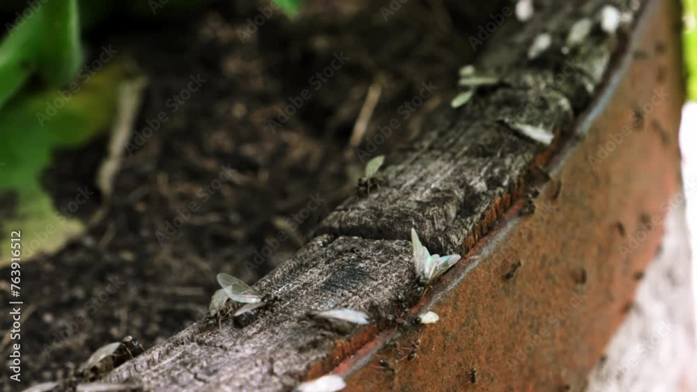 Flying ants colony wedding day. Insects busy crawling migration ...