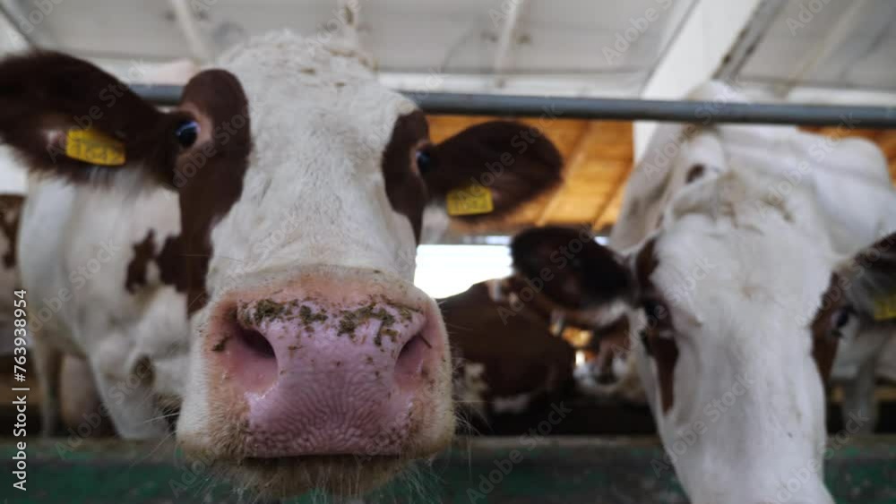 Curious milk cows looking into camera and sniffing it with a big wet ...
