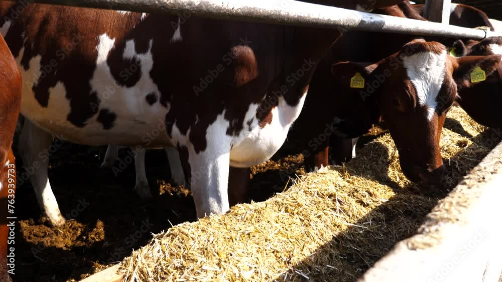 Long row of cattle chewing fodder at milk factory. Curious cows look ...