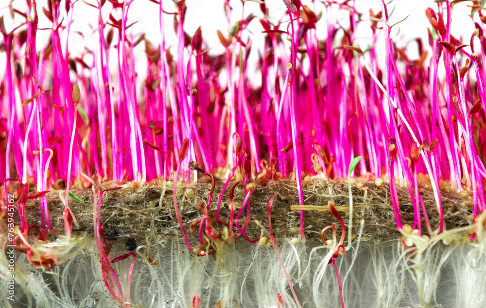 Mold and rot close up on the white roots and red sprouts microgreen of ...