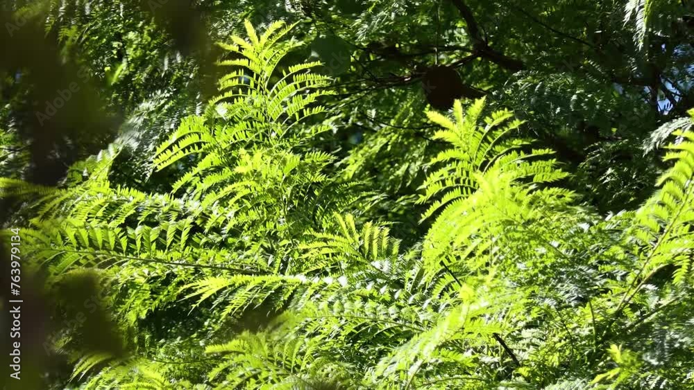 Jacaranda mimosifolia (blue jacaranda, black poui, or as the fern tree ...