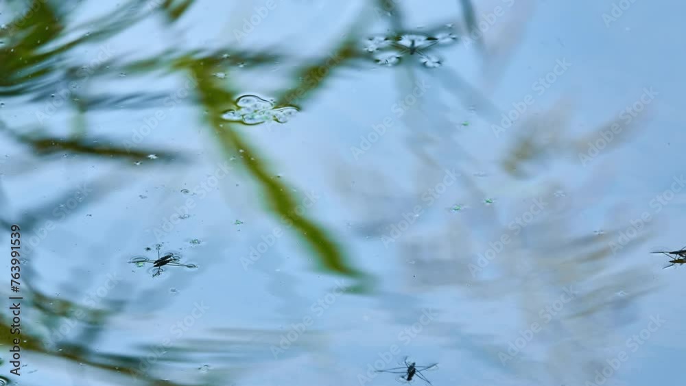 Gerridae are a family of insects in the order Hemiptera, commonly known ...