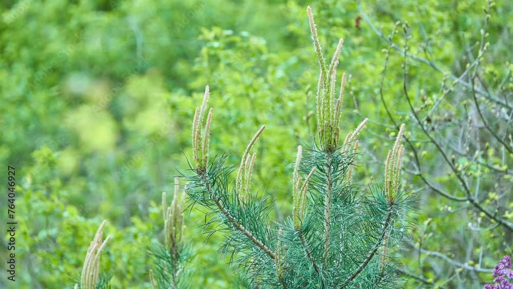 Pinus sylvestris, Scots, Scotch, European red or Baltic pine is a ...