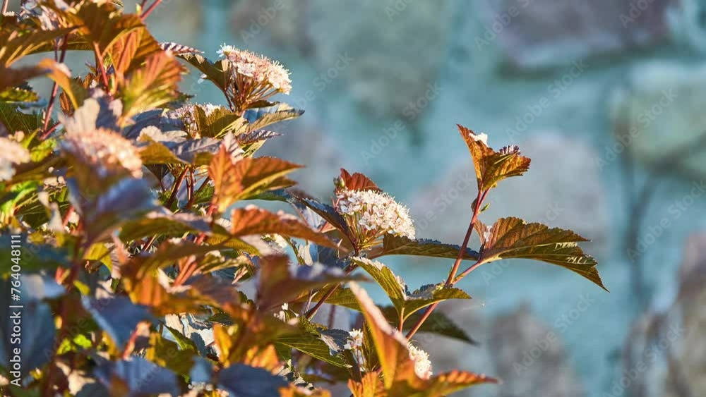 Physocarpus opulifolius, known as common ninebark, Eastern ninebark ...