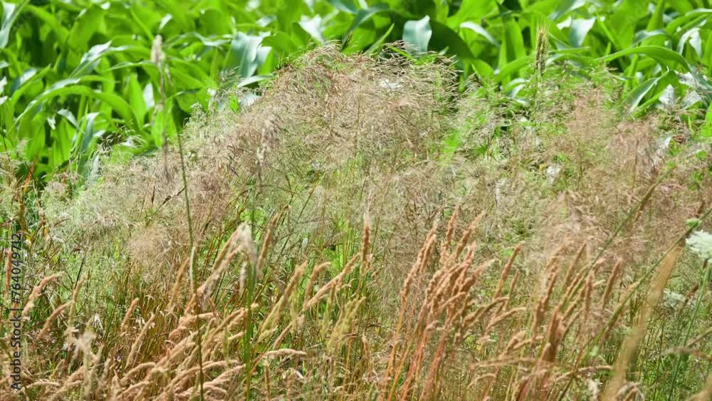 Vidéo Stock Agrostis capillaris, common or colonial bent, or browntop ...