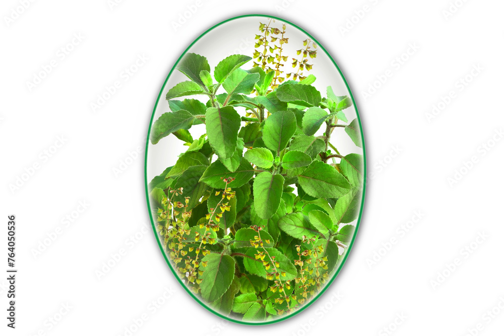 fresh indian Medicinal and hindu religious puja plant green tulsi ...