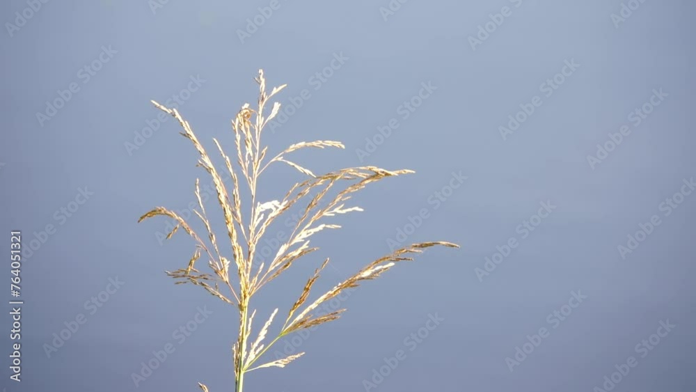 Glyceria maxima, commonly known as great manna grass, reed mannagrass ...