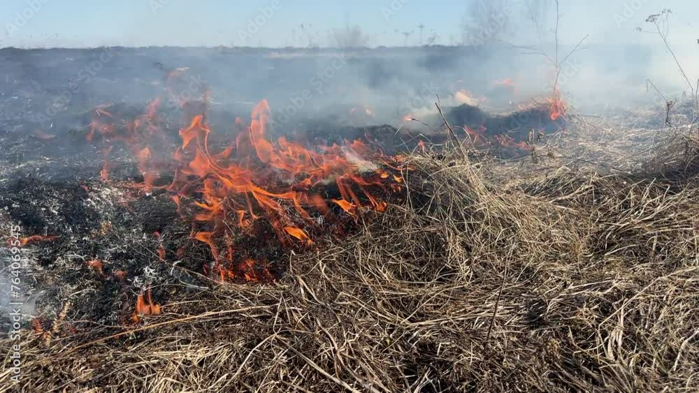 Fire grass in farm field. Dry Grass Fires in drought. Fire destroys ...