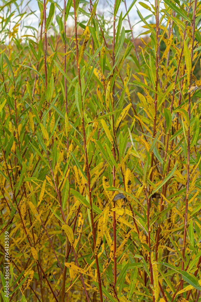 Salix purpurea purple willow or osier is a species of Salix native to ...