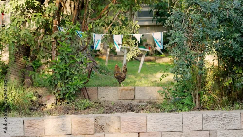 Bunting strip of flags of Israel hanging in backyard garden in ...