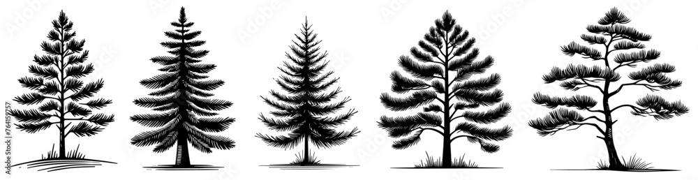 coniferous trees in natural woodland setting vector illustration ...