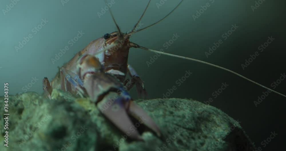 Observe the captivating underwater world through the lens of this ...