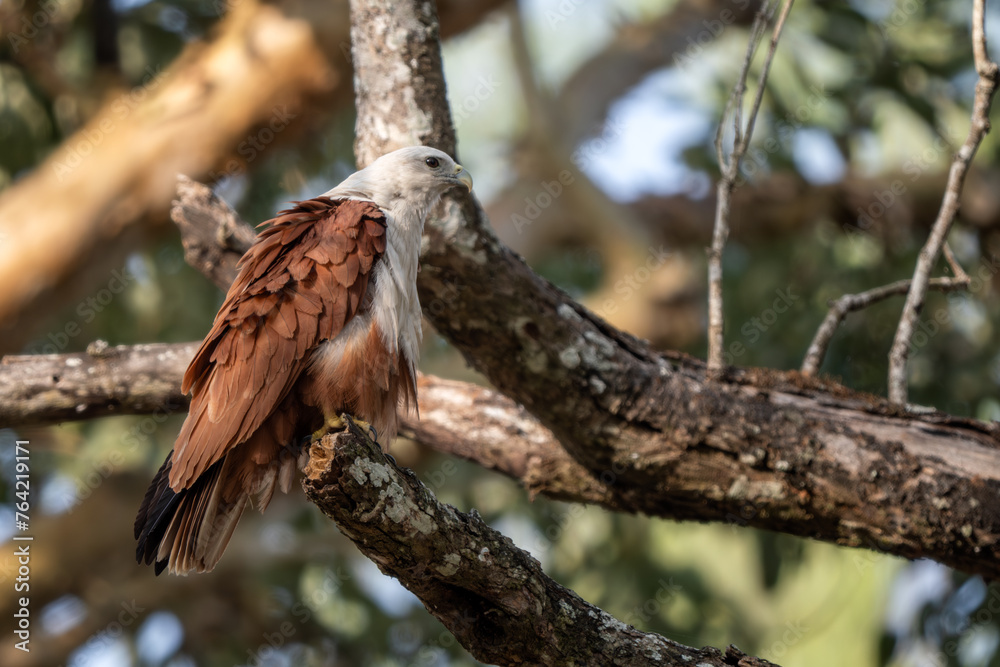 Brahminy Kite - Haliastur Indus, beautiful bird of prey from Asian and ...