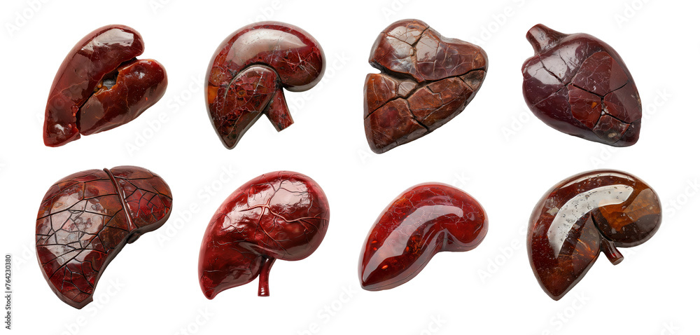Realistic human liver models showing various conditions, cut out ...
