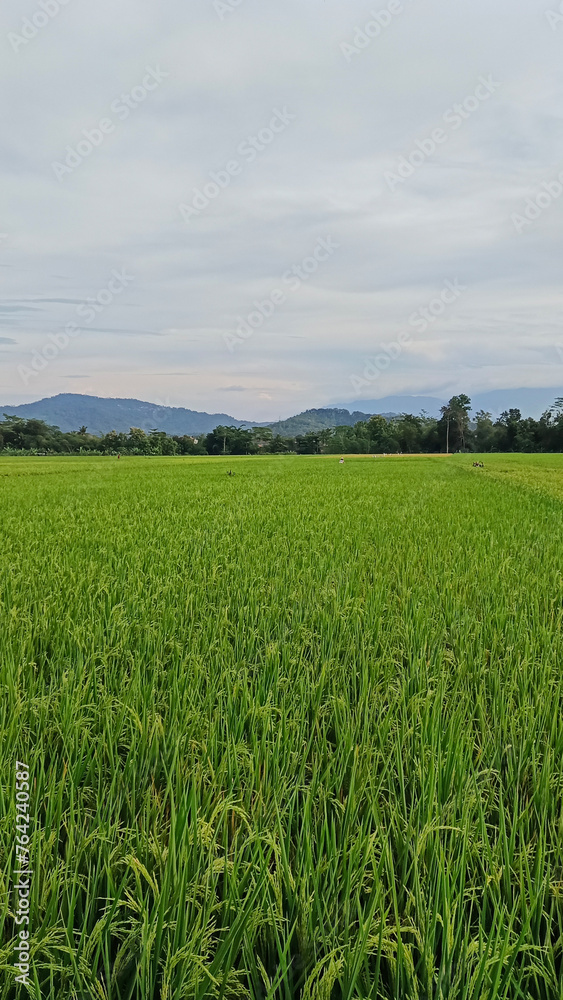 View of green rice fields with a road flanked by rice fields and ...