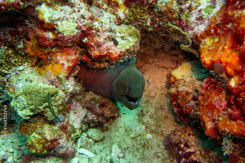 Moray Eel in the coral reef of Maldives island. Tropical and coral sea ...