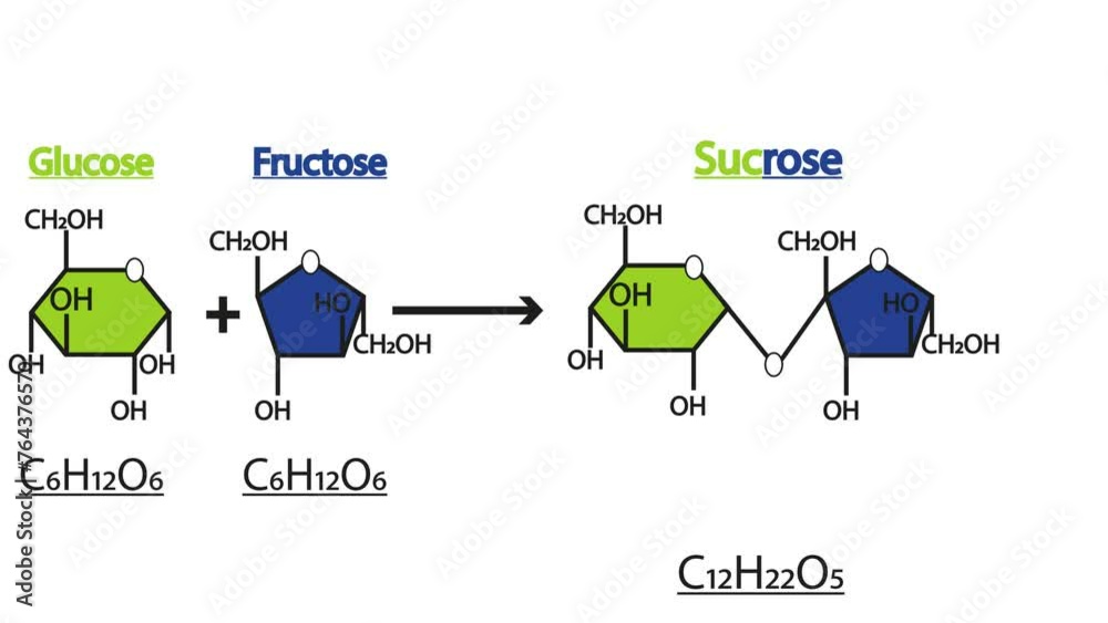 Sucrose Formation. Two molecules Glucose And Fructose. 4K Video ...