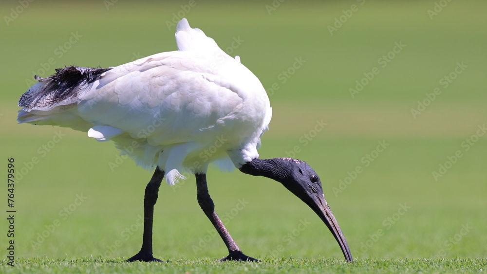 Surface level, side view, Australian white ibis (Threskiornis molucca ...