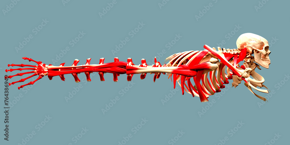 skull and bones, vet anatomy , human internal organs, Skull and Bones ...