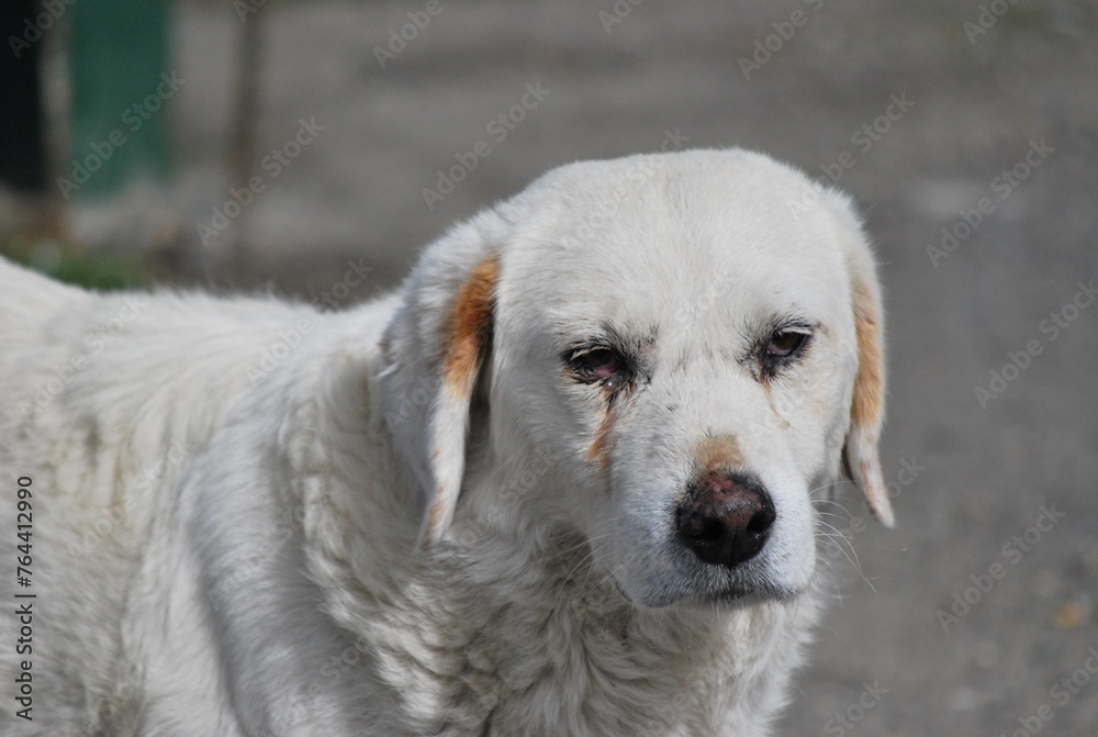 Nuestro mejor amigo en los Andes,el perro Mucuchies raza unica de estas ...