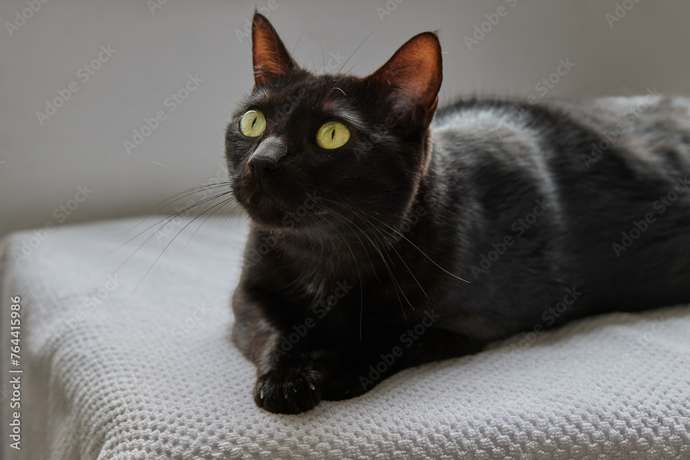 As a pet, a Black cat can bring joy, companionship, and a unique ...