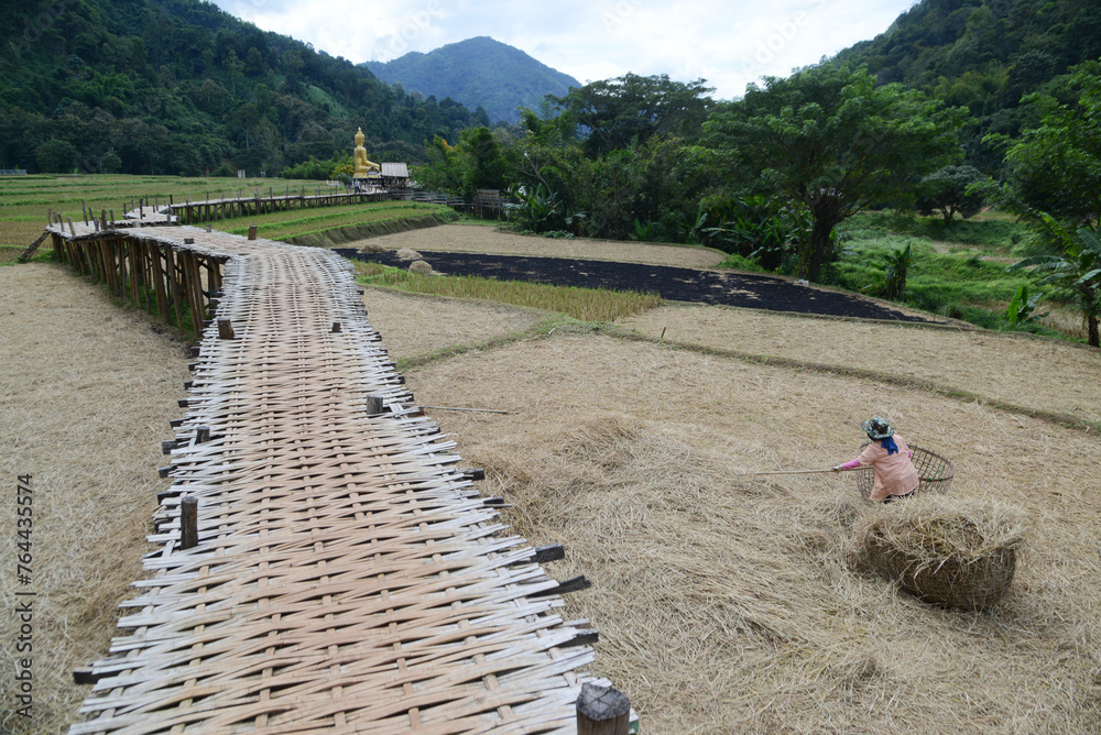 Thai female farmer harvest and carry rice straw to livestock. Stock ...