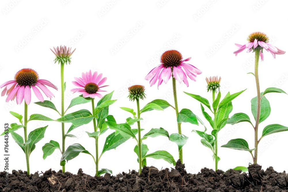 Stages of Echinacea plant growth isolated on white background, from ...