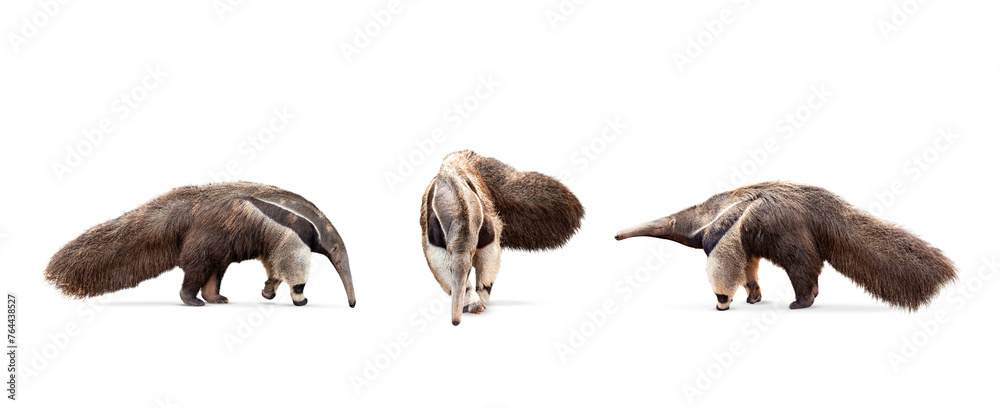 collection, Giant anteater isolated on White Background. clipping path ...