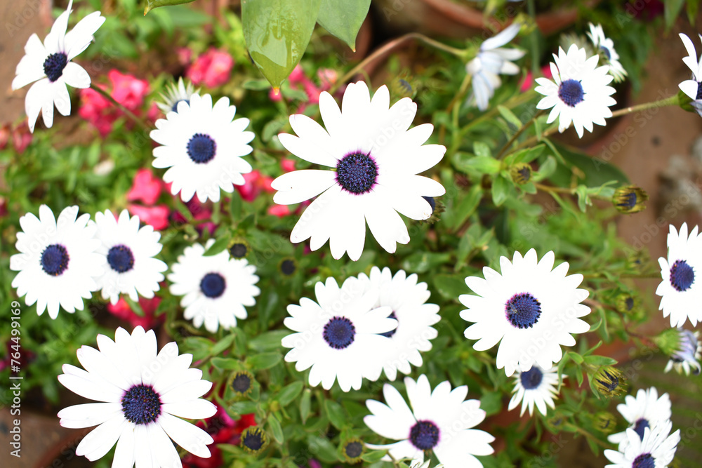 White Cape marguerite Daisy flower closeup, a floral display of white ...