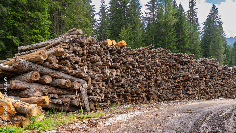 Thousands of logs stacked after the storm that destroyed the woods ...