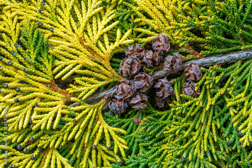 Chamaecyparis lawsoniana. False Lawson cypress. Oregon Cedar. Tree ...